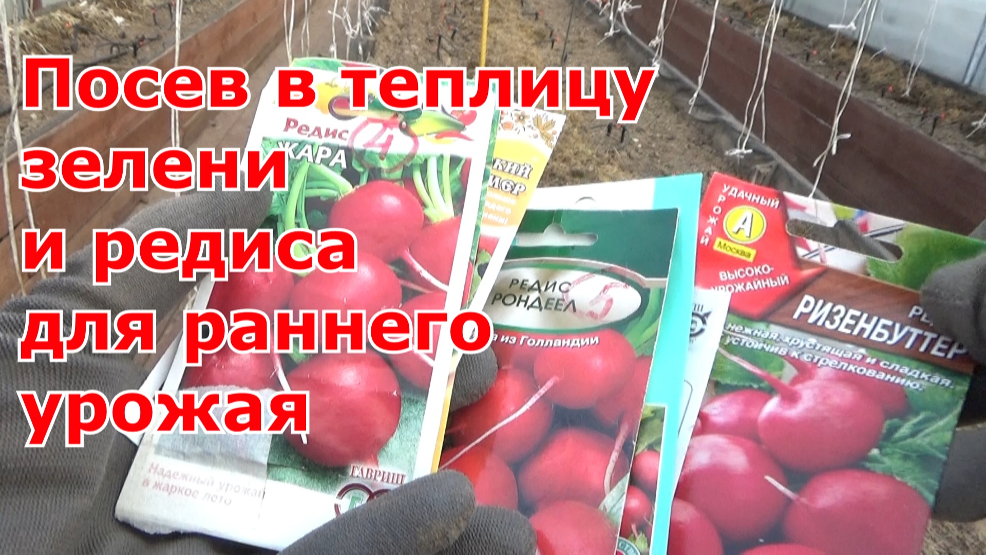 Посев редиса и зелени для раннего урожая в необогреваемую поликарбонатную теплицу.