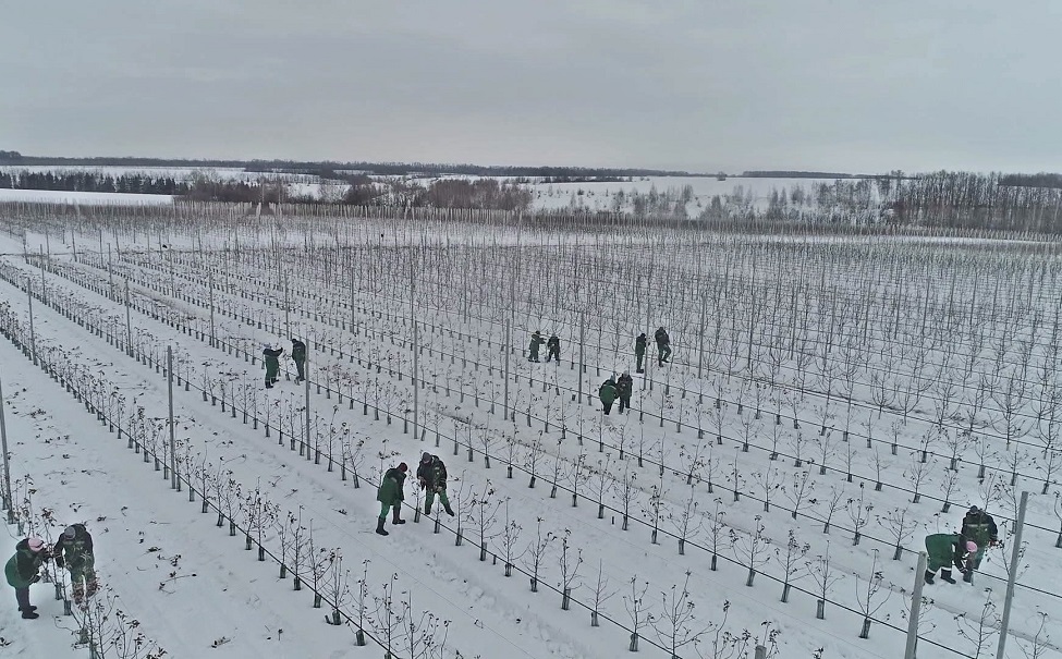 Лебедянские интенсивные сады готовят к новому сезону