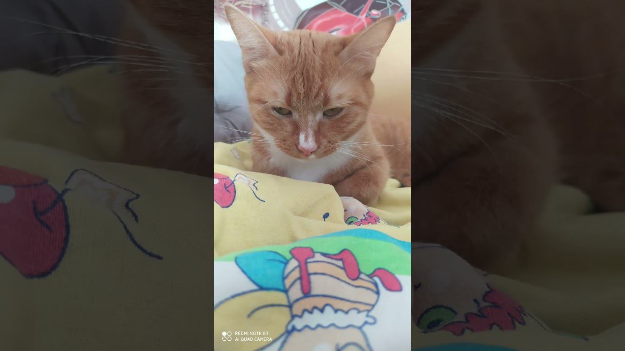 Котик ТВ Подборка фото 5 серия