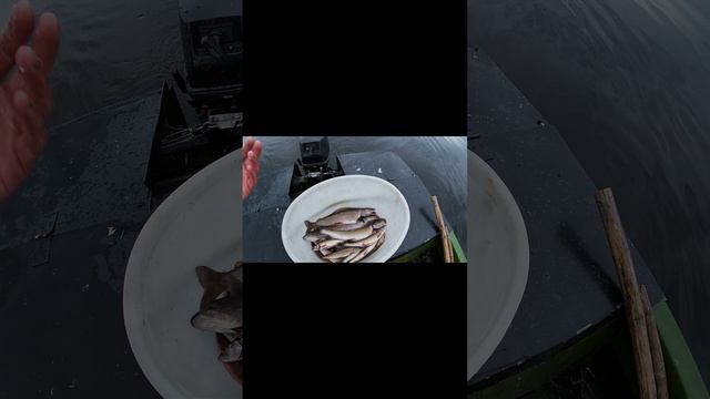 поймал хариуса на мушки которые сделал сам