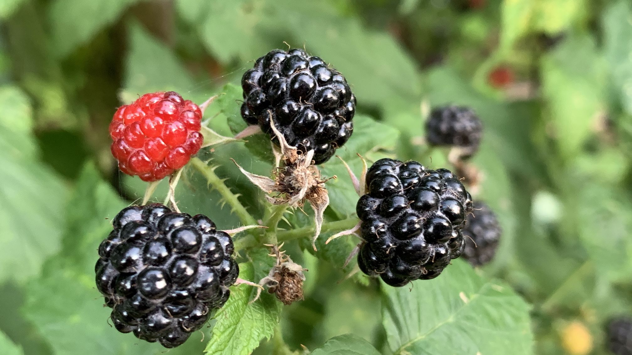 В огороде. Лето 2022