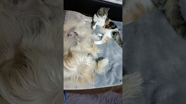 Дружба и доверие. Кошка с собакой - враги?