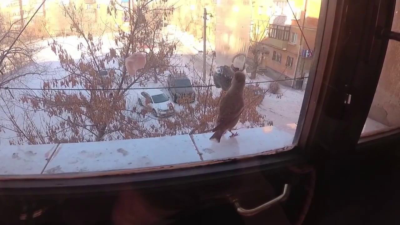 Птица с говорящим именем - Дубонос.