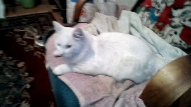 взаимоотношения кота и кошки разных пород!