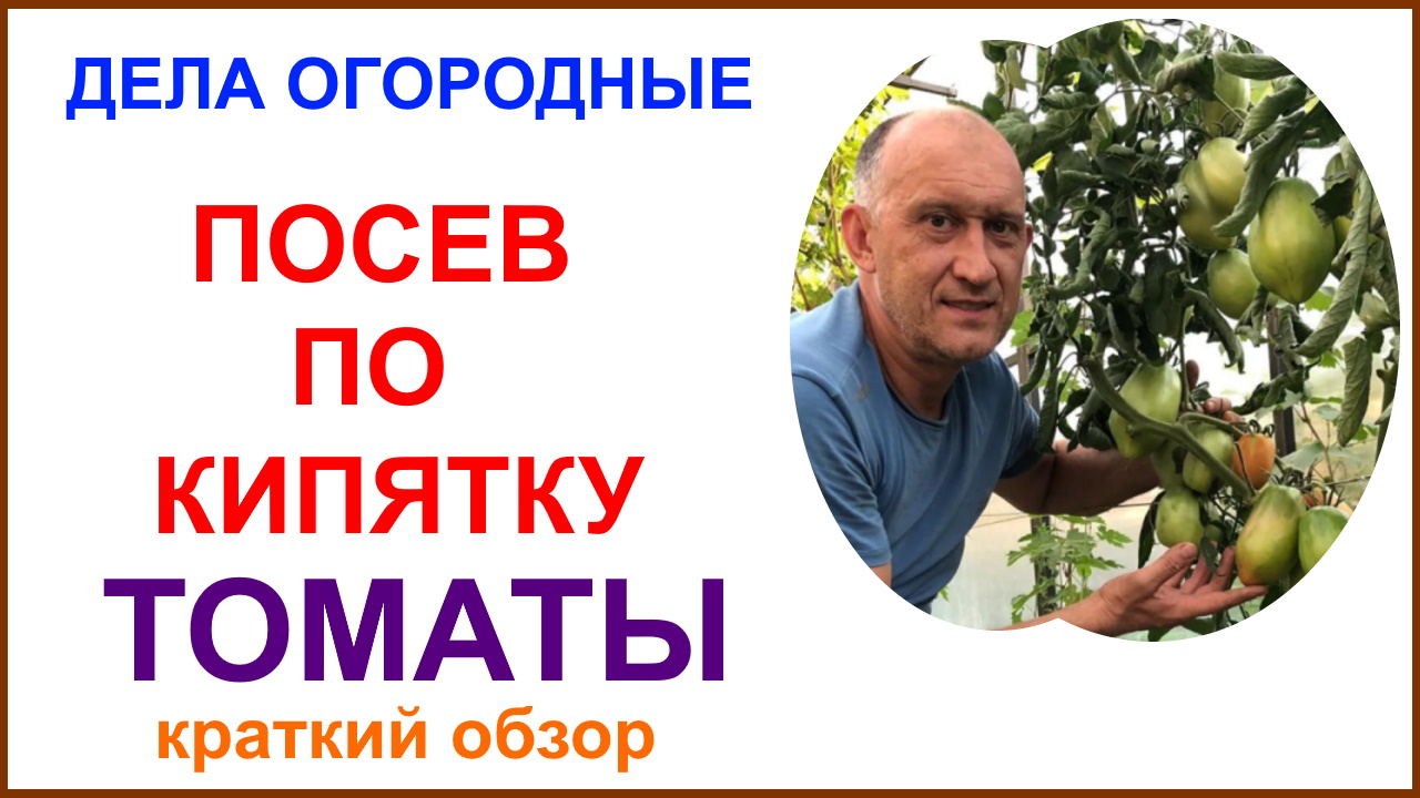 Посев томатов на рассаду по кипятку. Результаты всхожести перцев и баклажан.