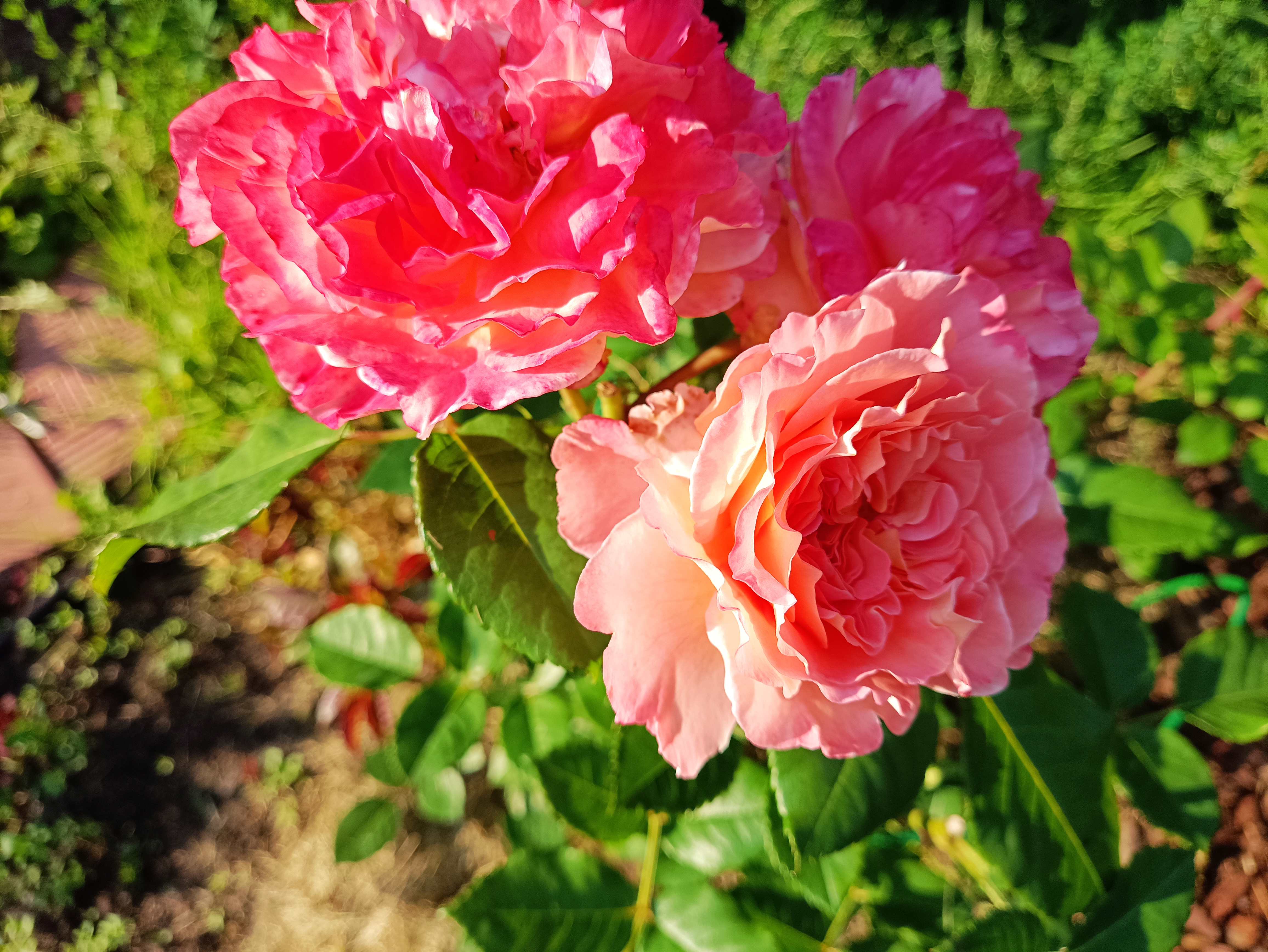 УХОД ЗА МОЛОДЫМИ РОЗАМИ. НАЧИНАЮЩИМ. ОТВЕТЫ НА ВОПРОСЫ.