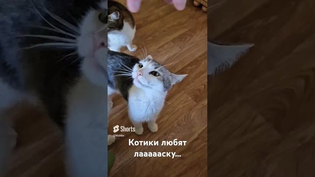 Котики - 01