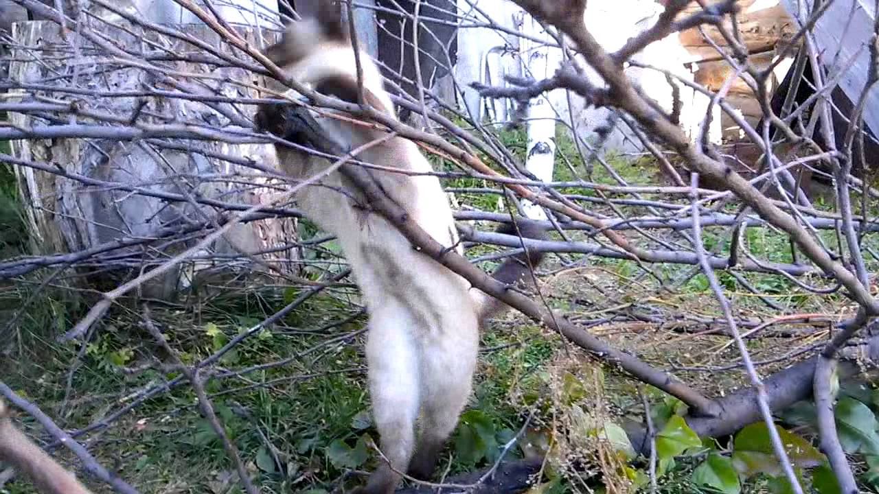 Семён Семёныч резвится в ветках.