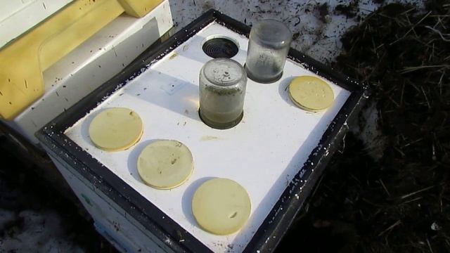 результат зимовки отводка, которому с 29 января постоянно ставил банки с сиропом