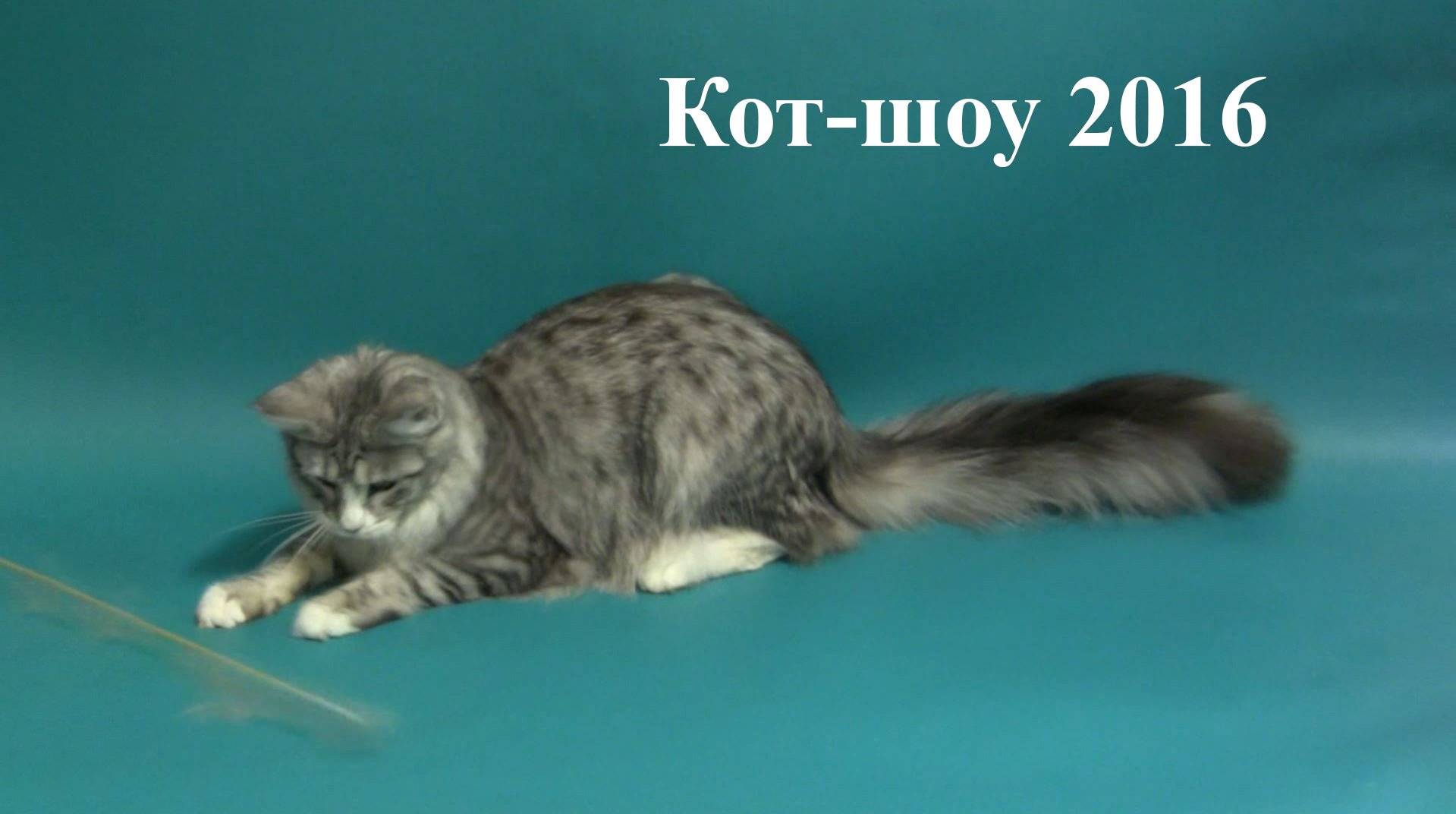 Выставка кот-шоу. Москва. 2016