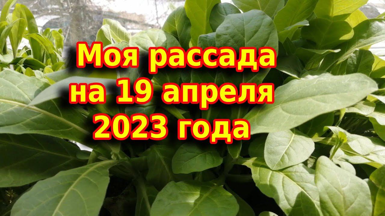 Моя рассада  на 19 апреля 2023