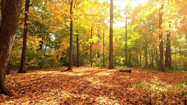 Золотая осень