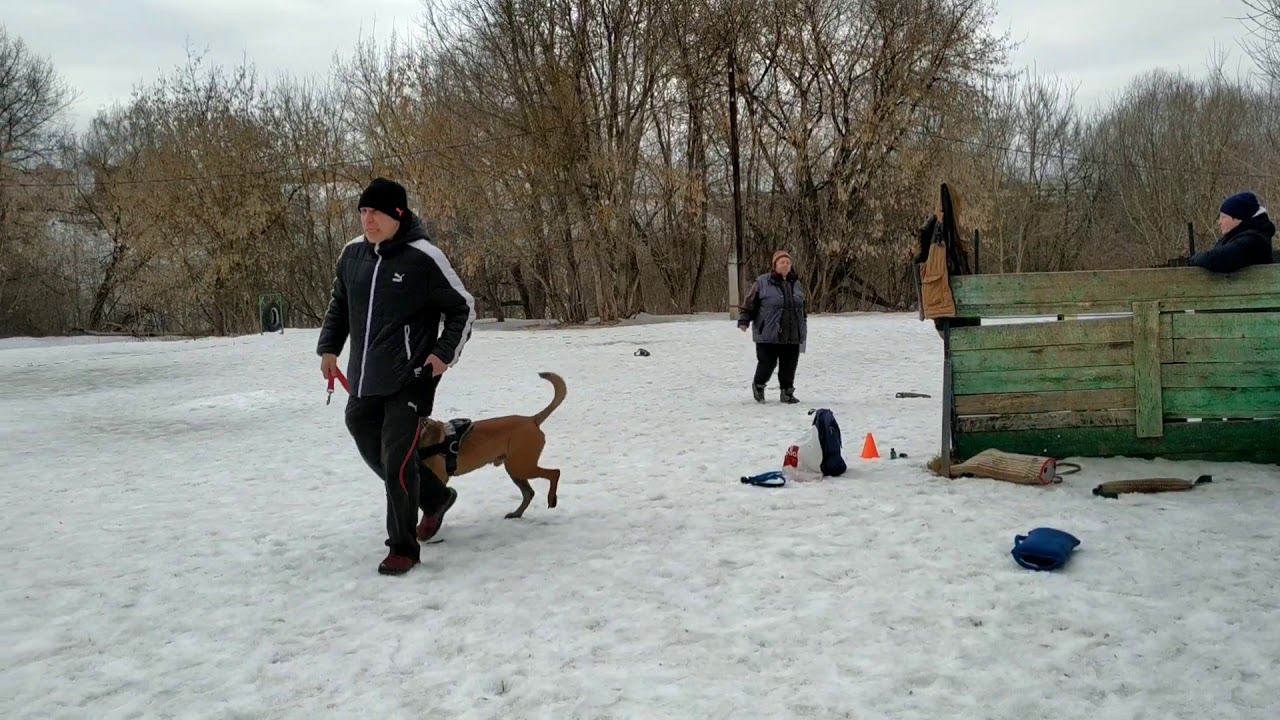 ИСПЫТАНИЯ КАРАУЛЬНАЯ СЛУЖБА(КС) БЕЛЬГИЙСКАЯ ОВЧАРКА МАЛИНУА
