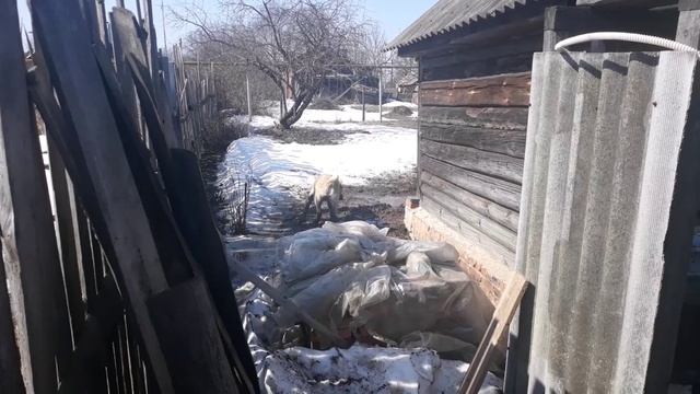 Пришло тепло. Собака пускает ручьи
