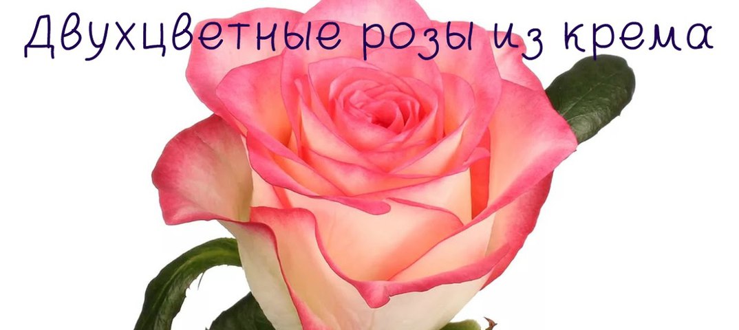 ДВУХЦВЕТНЫЕ РОЗЫ ИЗ КРЕМА.