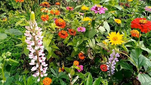 Отличного всем настроения! Цветы с моего сада.