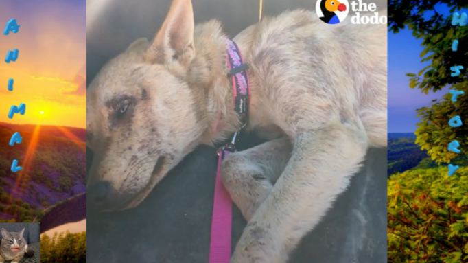 Тощий уличный пес превратился в красавца, попав в добрые руки