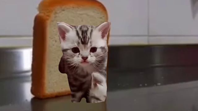 Недели котёнок Shorts (14)