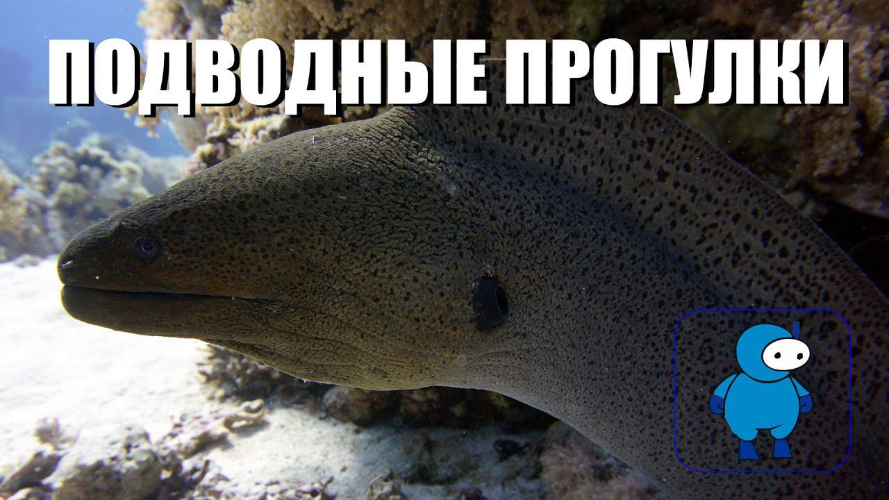 Подводные прогулки в Красном море, Египет. Дайвинг в Шарм эль Шейхе 2017.