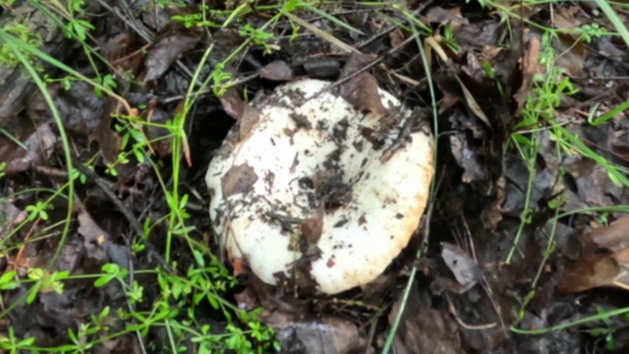 Прогулка по ближайшему лесу. В березняке нашел беляки, красивые белые грибы, подосиновики и лисички