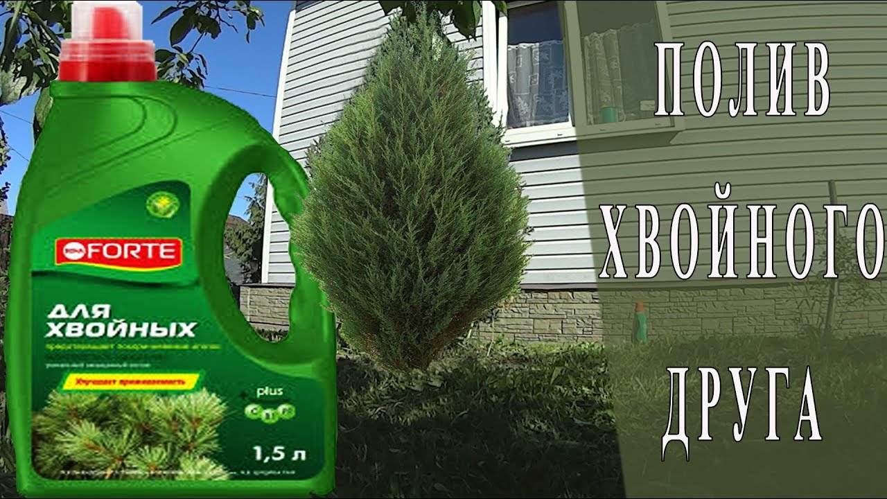 ЧЕМ ПОДКАРМЛИВАТЬ ХВОЙНЫЕ РАСТЕНИЯ