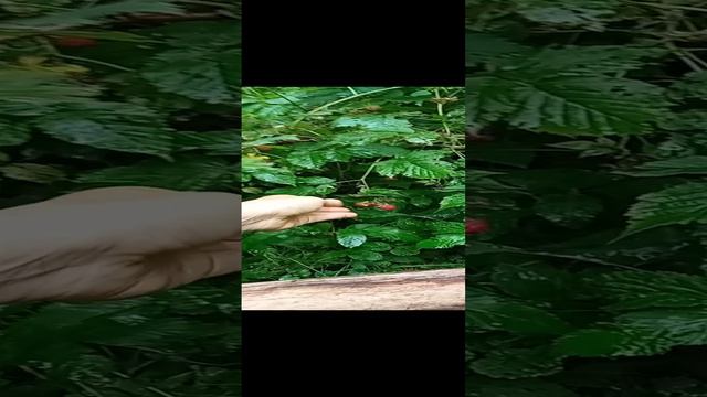 Сладкий вкус малины