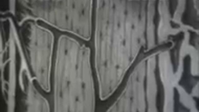 Эпителиальная и соединительная ткани