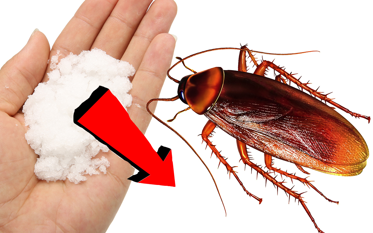 Как избавиться За 3 Секунды от Тараканов Навсегда .!.!.!.!