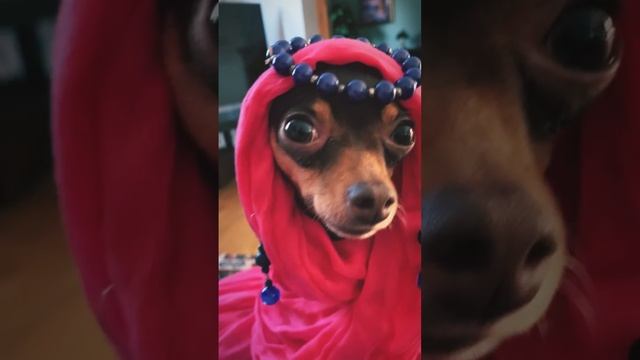 Арабский шейхшнауцер