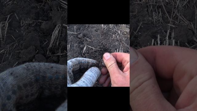 Нашел серебро империи! #кладоискатели #metaldetecting #копмонет #коп #coin #shorts #short #топ #рек