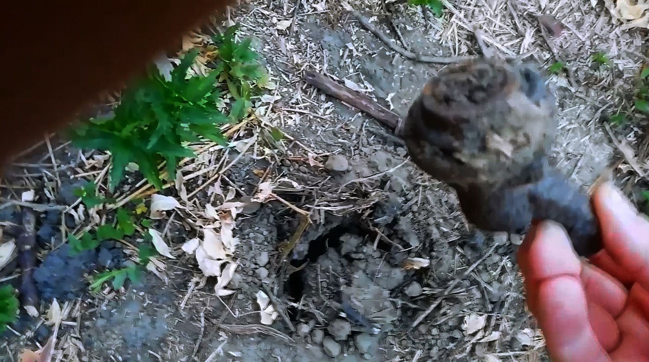 Что я накопал металлоискателем на дачном участке?