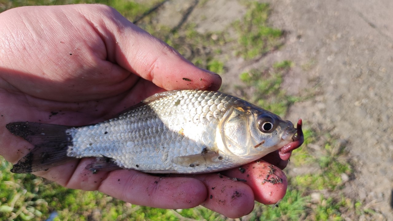 Разведка новых мест. Река Понура, река Осечки. Любительская рыбалка. Осваиваю пикер.