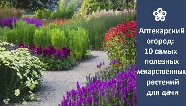 ❀ Аптекарский огород: 10 самых полезных лекарственных растений для дачи