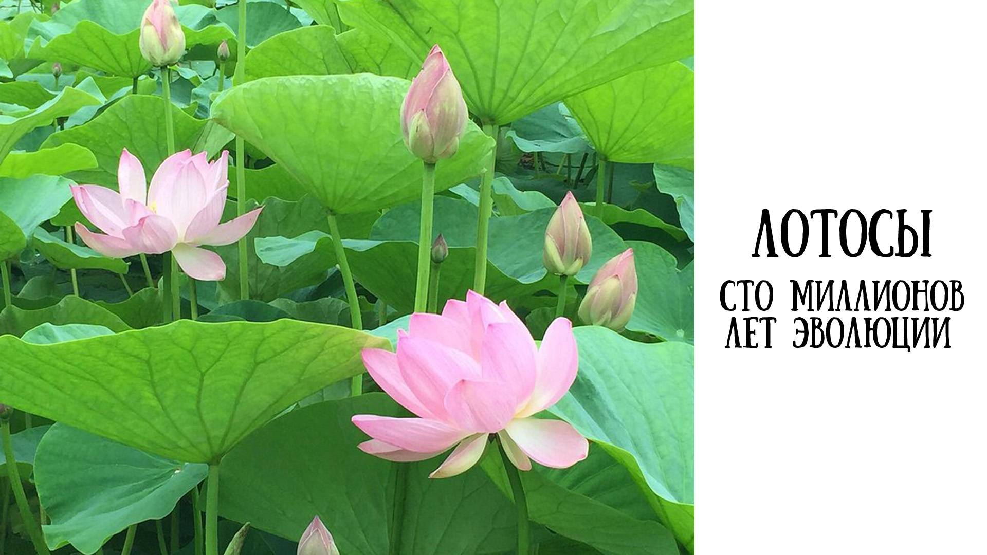 Лотосы. Сто миллионов лет эволюции
