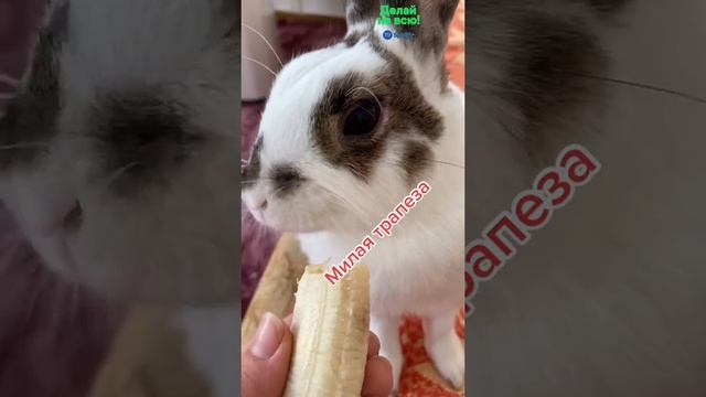 Милая трапеза