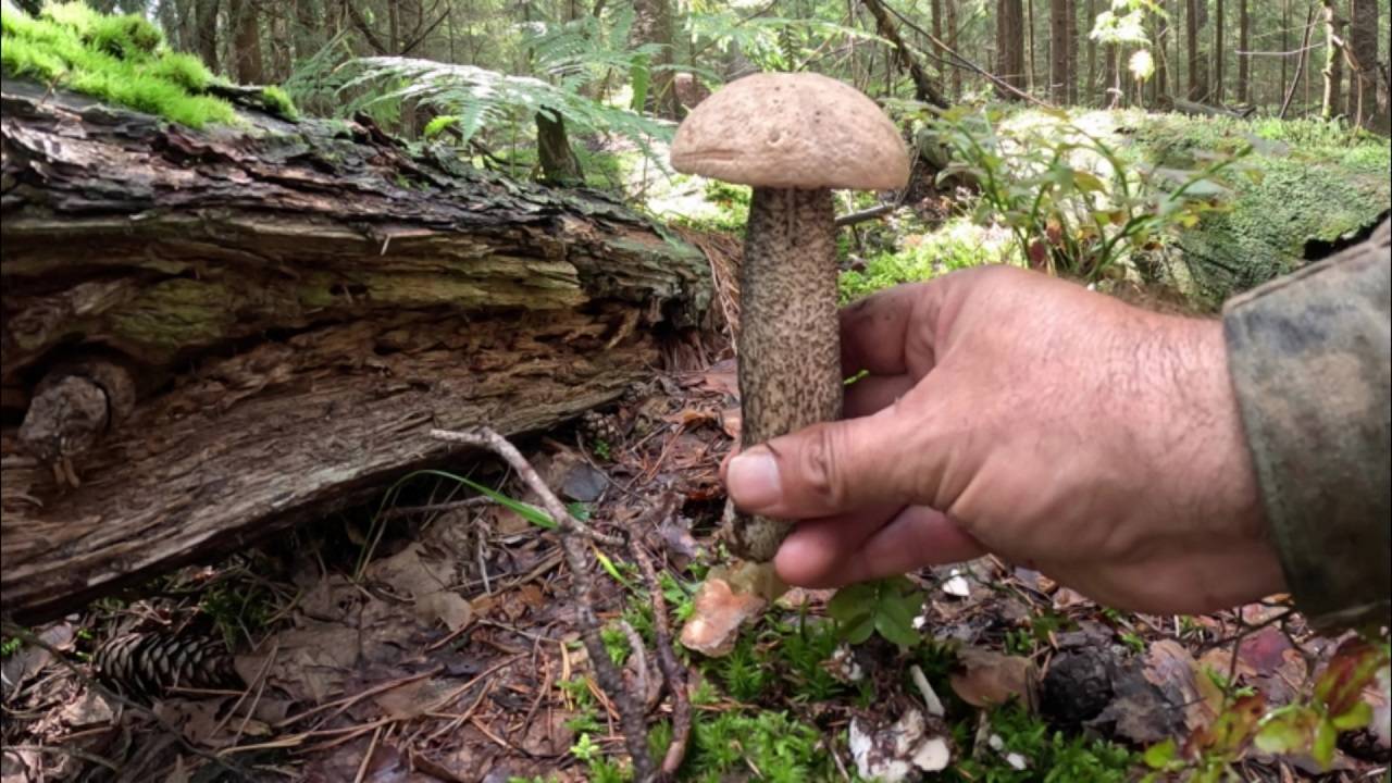 Набрал в лесу подберезовиков! Лес продолжает радовать хорошим урожаем грибов!