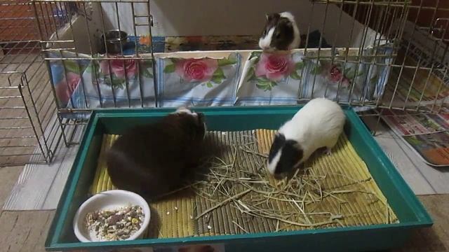 Gûç û gûwanên Guinea yên heywanên giyanî, gullible û baş baş in. Морские свинки.mp4