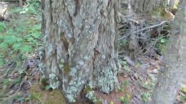 Ориентирование в еловом лесу (продолжение) 34