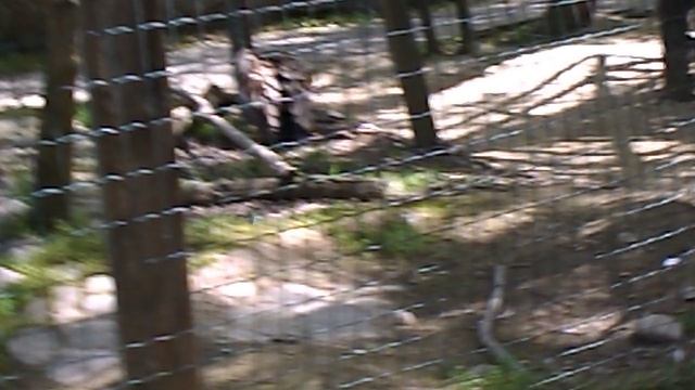 DSCN3865.AVIКраснодар паркСафари парк Галицкого 2021