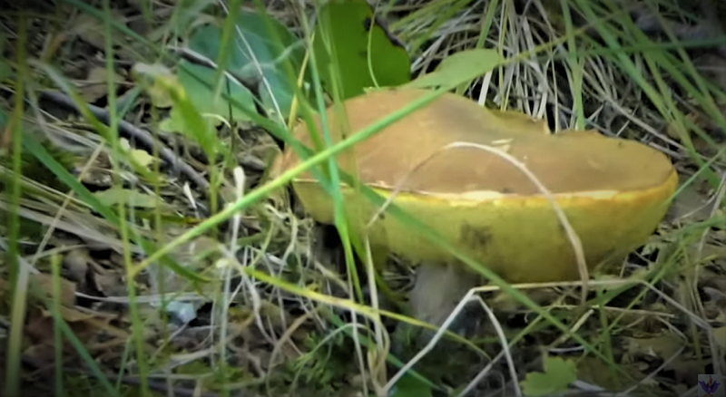 В лесу много черники и брусники! А вот грибы взяли паузу - сухо и прохладно, ушли в "standby"..