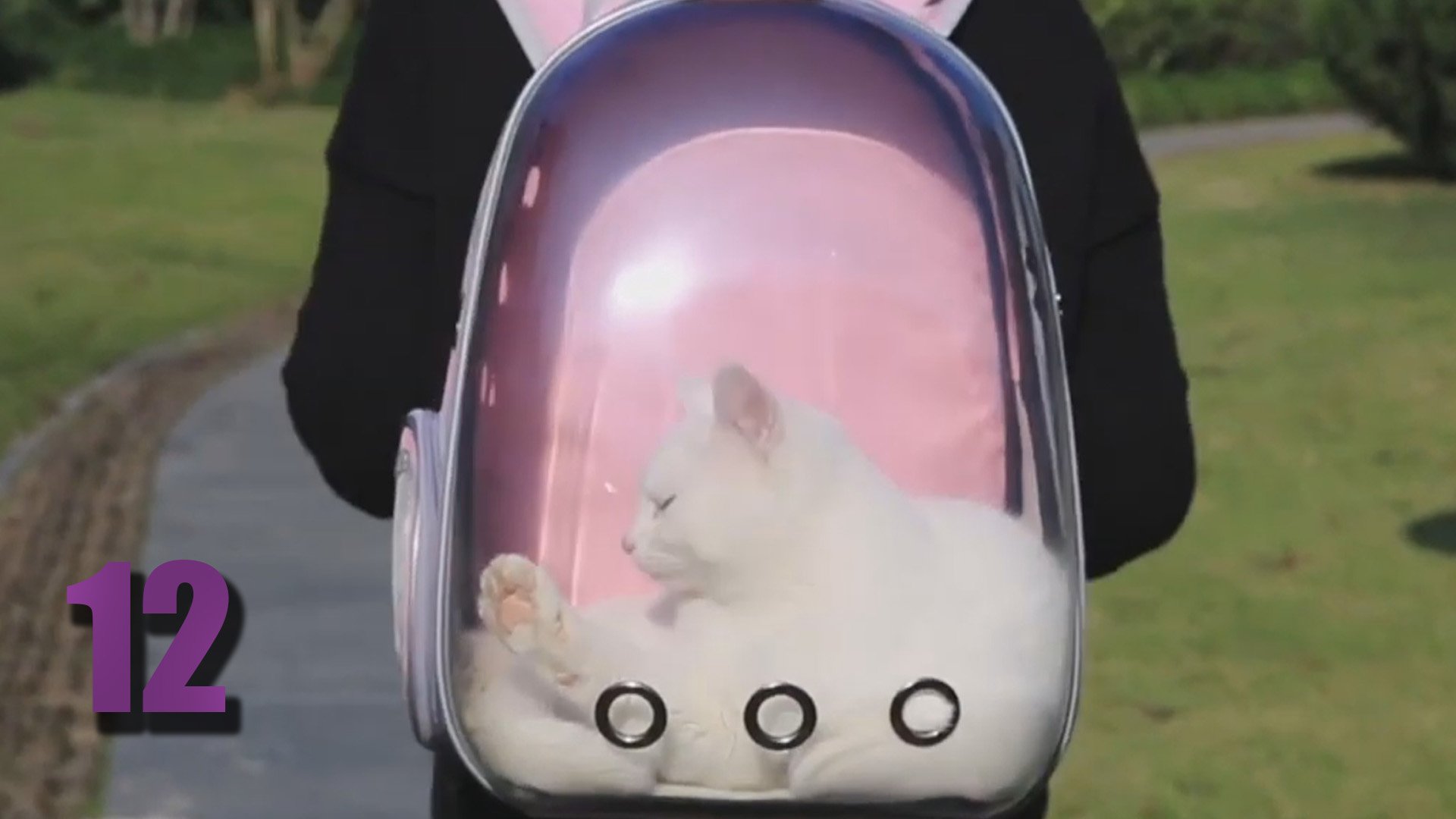 12 товаров для домашних животных с Алиэкспресс