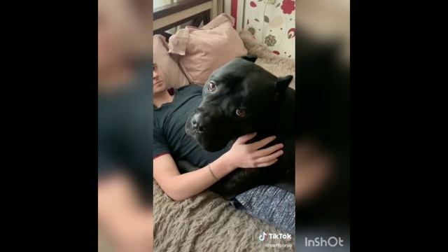 Забавные лабрадоры и кане-корсо