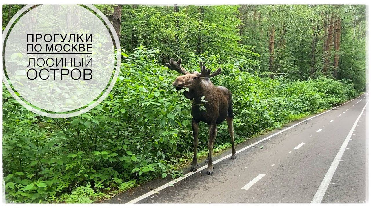 Прогулки по Москве. Лосиный Остров (Moscow walks. Elk (moose) Island)
