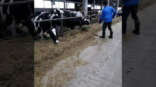 Сыты будут все! Голодных нет)