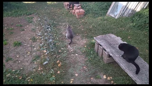 Кошки синхронно умываются