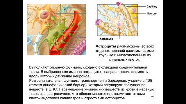 1. Дубынин В. А. - Мозг_ как он устроен и работает - Лекция 1.mp4
