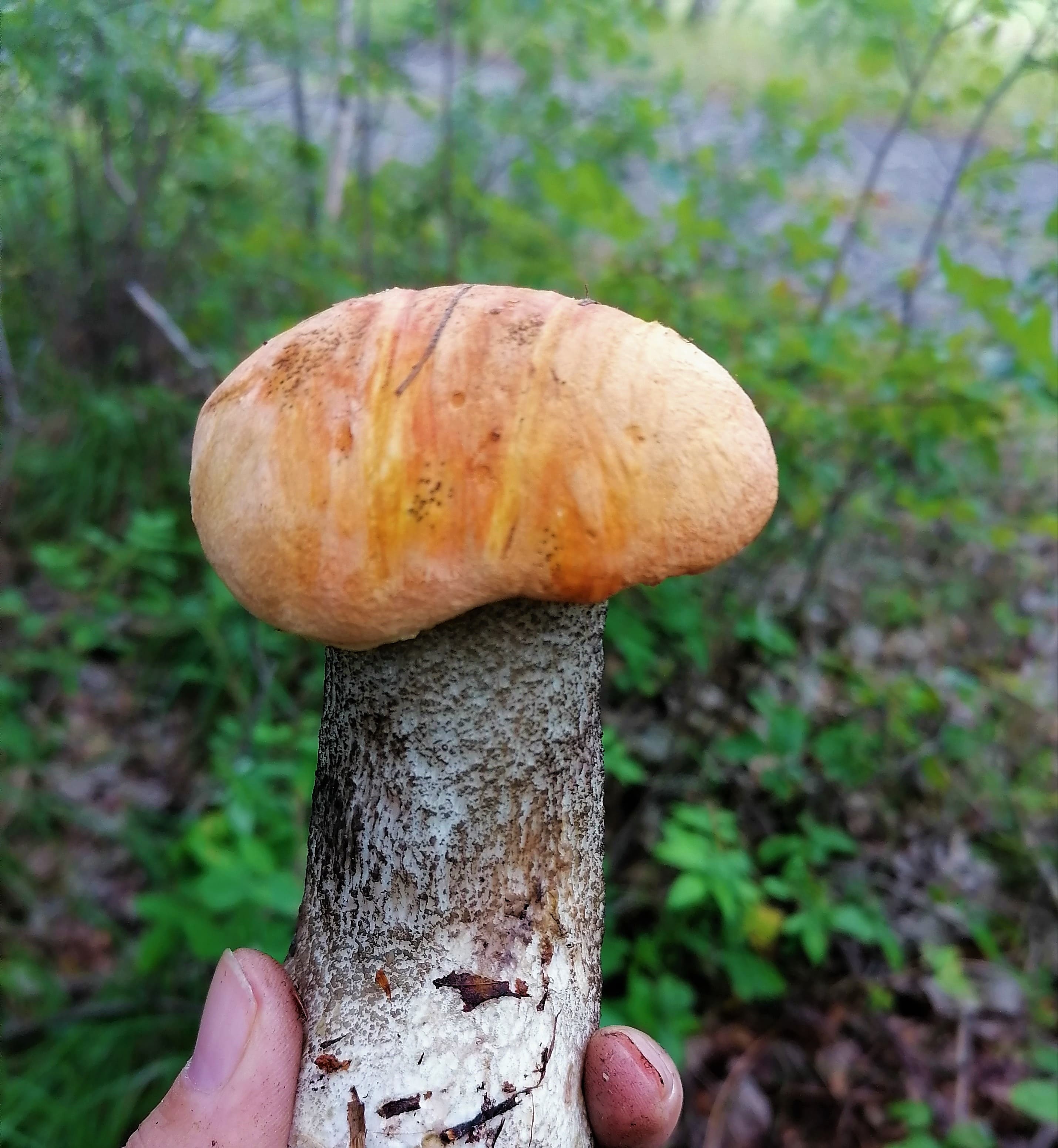 Открытие грибного сезона! #shorts