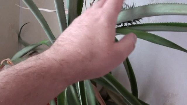 Ананаса созрел дома