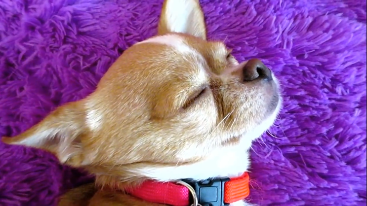 Мини чихуахуа просыпается и нежится  Mini Chihuahua wakes up and ponds.mp4