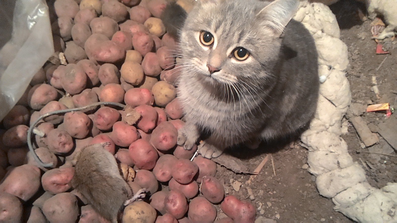 Кот Владик  впервые увидел крысу